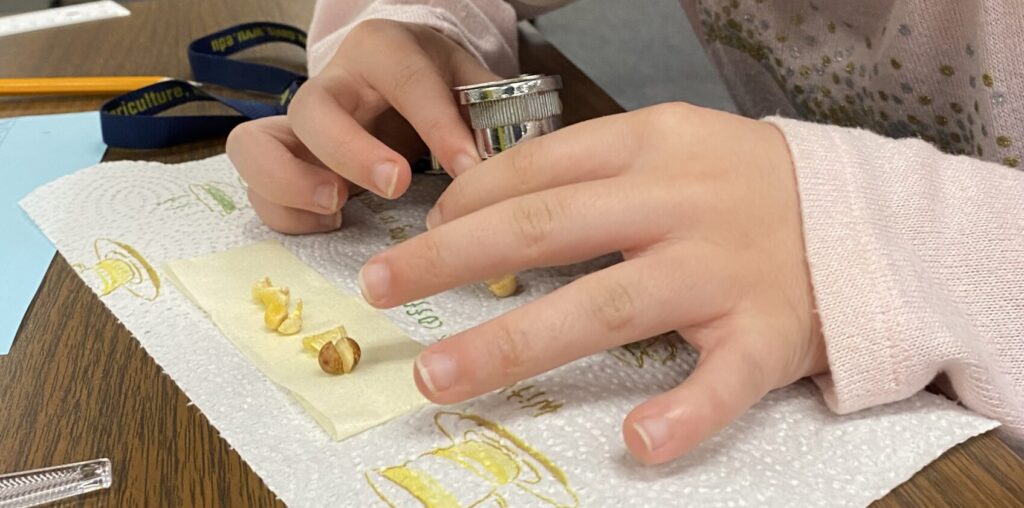 Seed Dissection - Sample Lab Report - E-LearningTalk